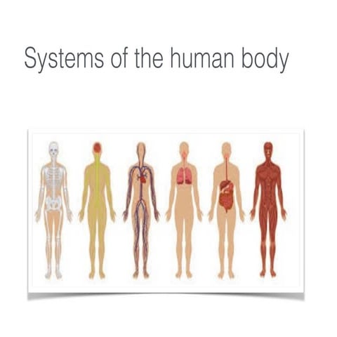 Human Body Systems And Their Functions Pdf