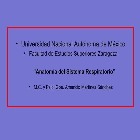 Musculos (Miembro Inferior) maniquí de anatomía 1 | PDF