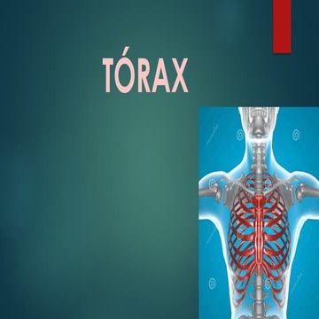 Anatomy and Function of the Thoracic Cage and Wall: Comprehensive ...