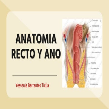 Anatomia Del Recto
