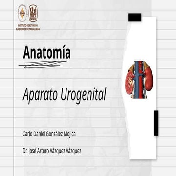 Anatomía Clínica - Clase 2 - Aparato Urogenital | PPTX