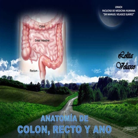 Anatomía colon ano y recto | PPTX