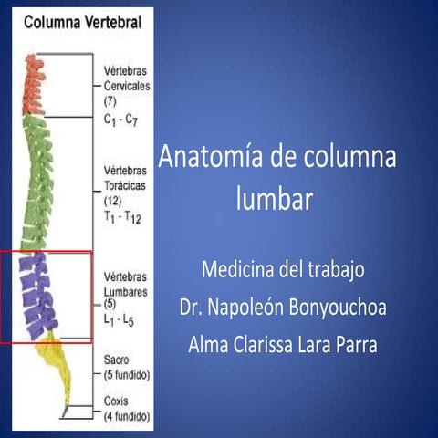 Anatomía de columna lumbar | PPT