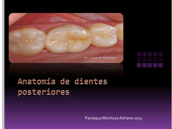 Anatomía Dental Del Primer Molar Maxilar