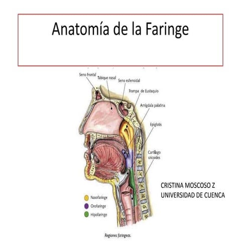 Istmo de las fauces | PPTX