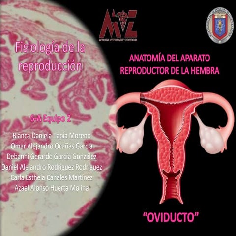 Anatomía del aparato reproductor de la hembra (Animales) | PPTX