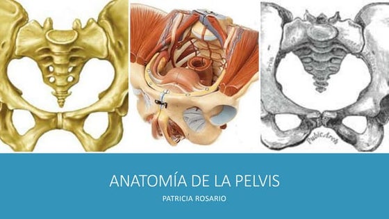 Diametros de la pelvis | PPT