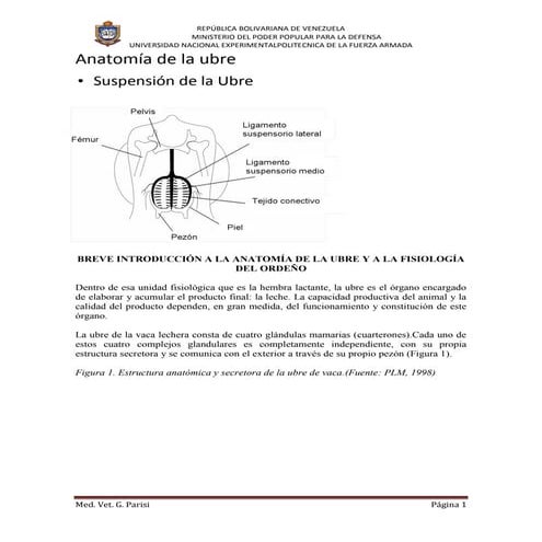 Anatomía de la ubre | PDF