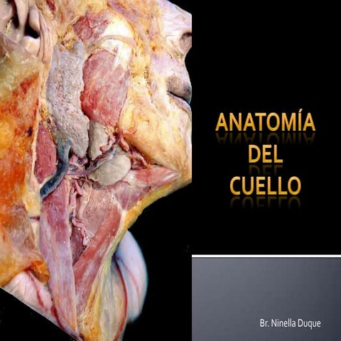 Anatomía del cuello | PPTX