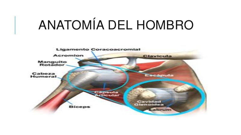 Anatomia Hombro Fisiot