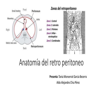 Diagrama De Retroperitonio Peritoneo: Anatomía | Concise Medical