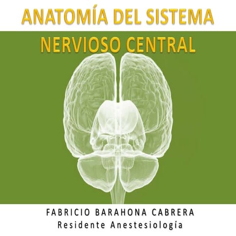 Anatomía Del Sistema Nervioso Central Ppt