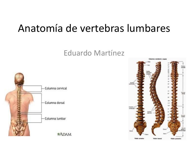 Anatomía de vertebras lumbares