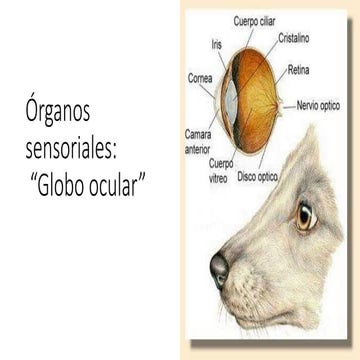 Anatomía Del Ojo Animal