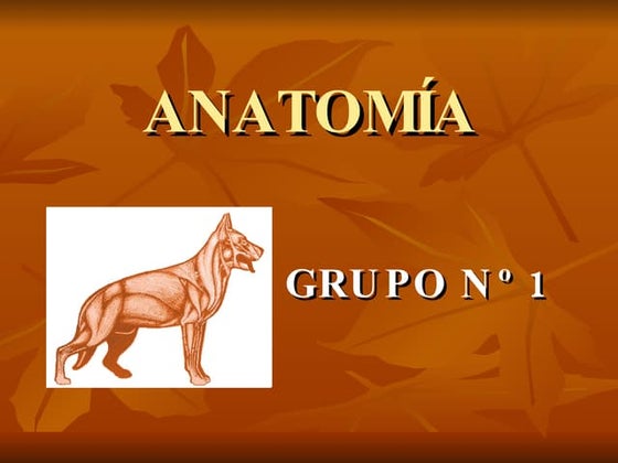 Anatomía de columna vertebral del canino | DOCX