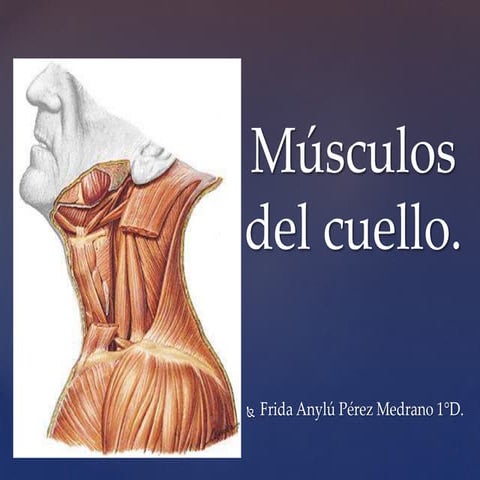 region de la nuca y cuello | PPT