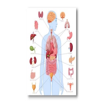ANATOMIA.QUISPE | PPTX