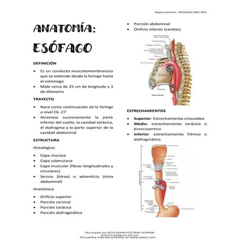 Descripción del esófago. Relaciones, irrigación, | PDF