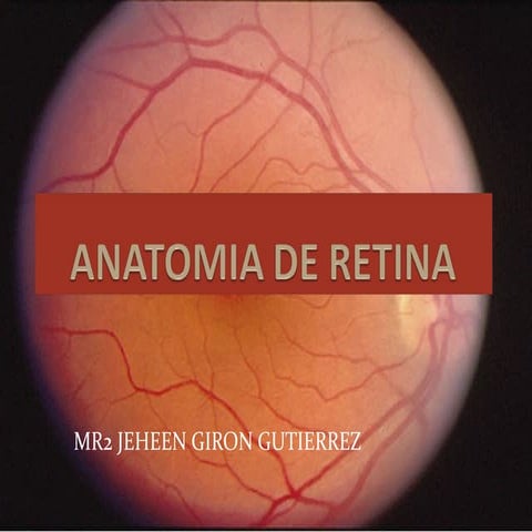 Anatomia retina | PPT