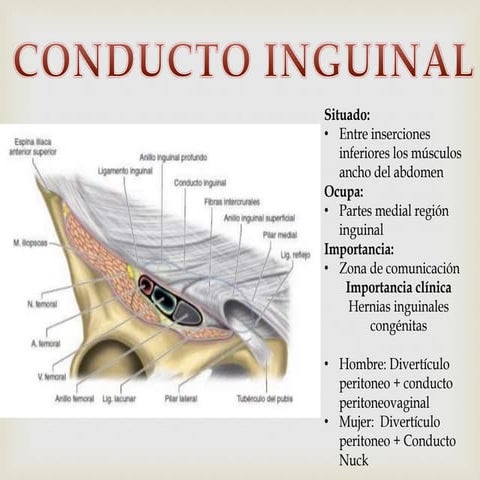 Anatomia de la Region inguinocrural.pptx