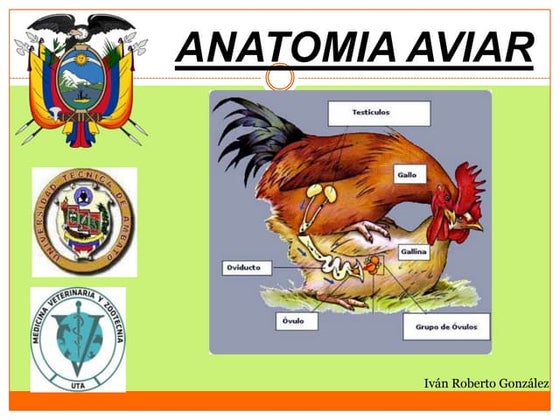 Anatomía Del Músculo Del Pollo Musculo Ave Anatomia Animal Arte,