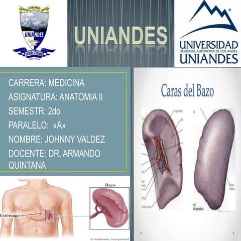 Anatomia bazo johnny valdez 2do a | PPTX