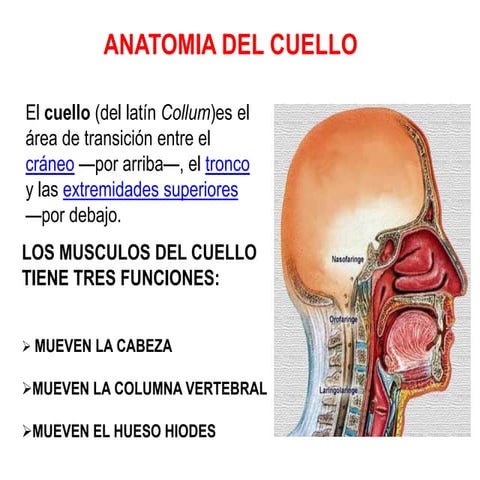 Anatomía Cabeza Cuello ANATOMÍA CABEZA CUELLO – Odontología
