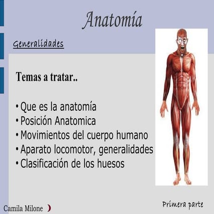 Términos De Definición De Anatomía Humana