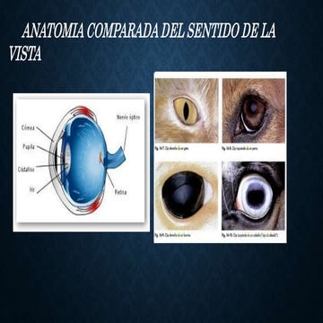 Anatomía del ojo, medicina veterinaria 1 | PDF