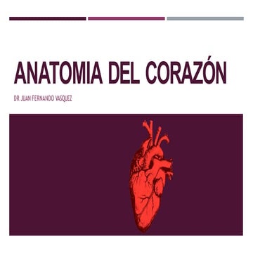 Anatomia del corazón | PPTX