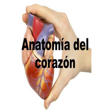 Anatomia del corazón | PPTX