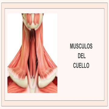 tabla chequeo, de miembro superior 1.docx