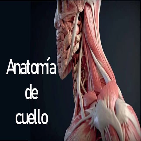 Anatomía descriptiva en el cuello humano | PPTX