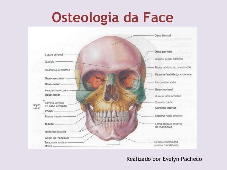 Anatomia da face