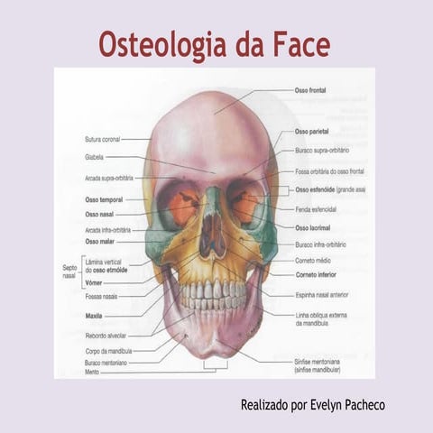 Anatomia Do Rosto Humano Músculos Da Face: Aula Prática Com Wedson
