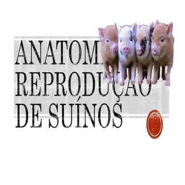 Anatomia_da_reproducao_de_suinos.pptx