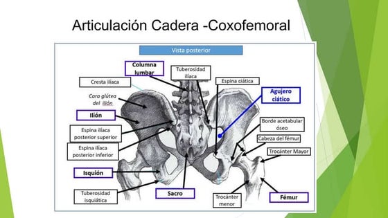 Abducción y aduccion de cadera.ppt completo | PPT