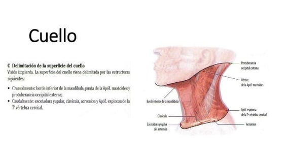 anatomia cuello.pptx