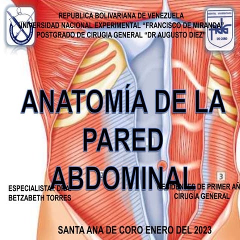 Imagen Anatómica Del Abdomen 61+ Thousand Anatomia Abdomen