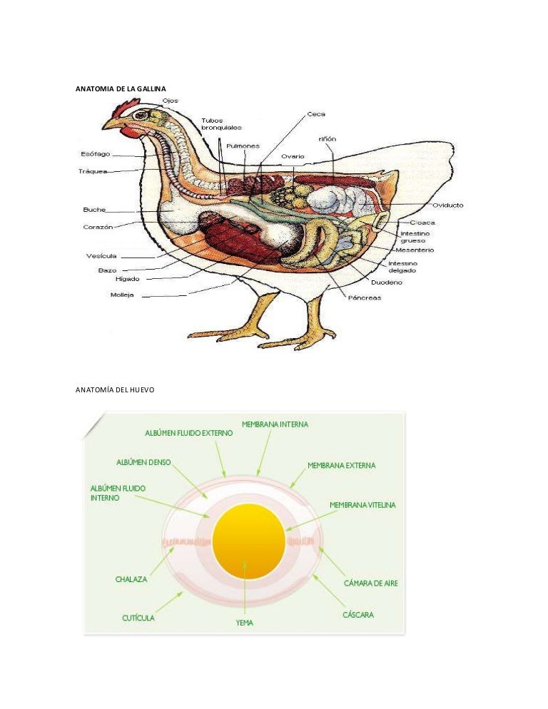 Anatomia de la gallina nana