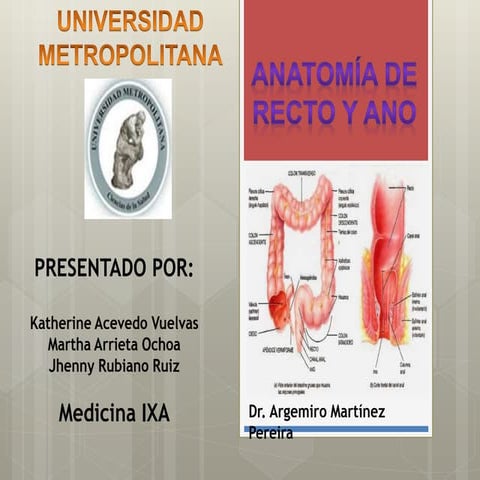 Anatomia Del Recto