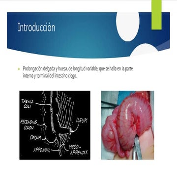 ANATOMIA DEL APENDICE.pptx