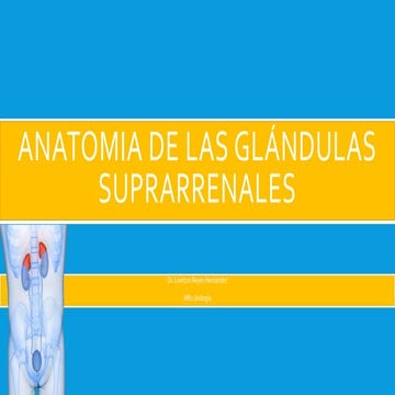 ANATOMIA DE LAS GLÁNDULAS SUPRARRENALES.pptx | Medical Health
