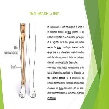 Anatomía De La Tibia Proximal