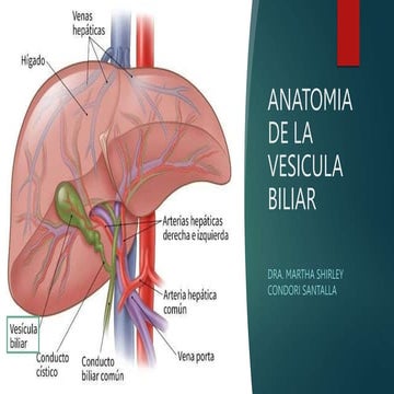 ANATOMIA DE LA VESICULA BILIAR.pptx