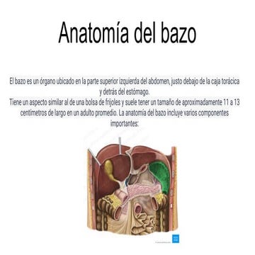 Anatomia del bazo.pdf
