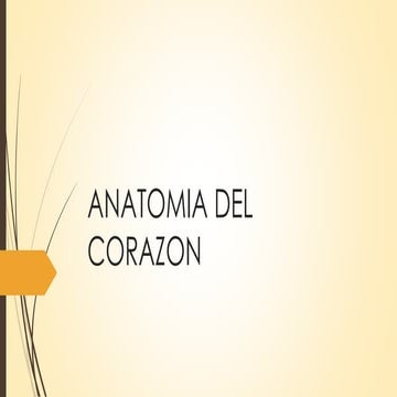 Anatomia Del Corazon Pdf