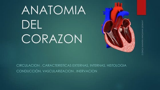 Disección de corazón bovino - Anatomía comparativa | PPT