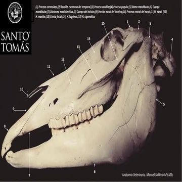 Anatomía del cráneo del equino | PDF