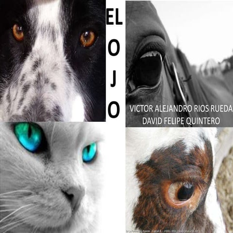 Anatomia del ojo animal | PPSX